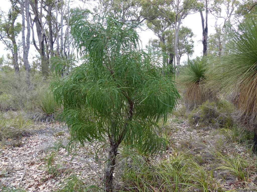 What’s in a name? Snottygobble - Bibbulmun Track Foundation