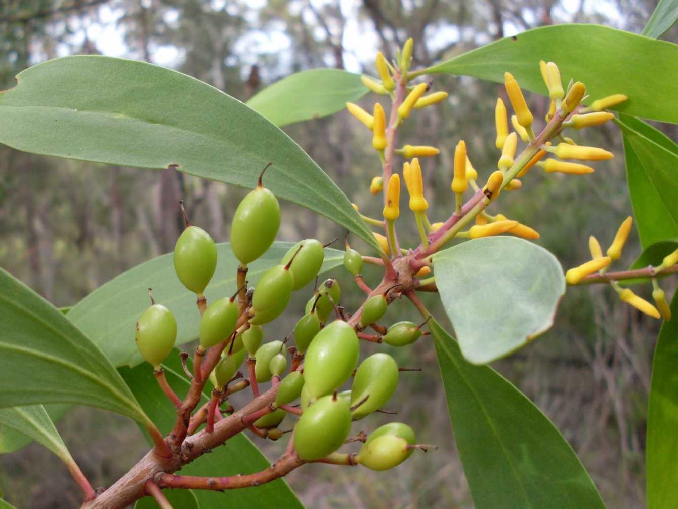 What’s in a name? Snottygobble - Bibbulmun Track Foundation