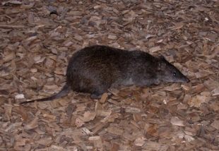 Collie - Bibbulmun Track Foundation
