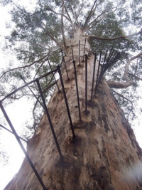Pemberton - Bibbulmun Track Foundation