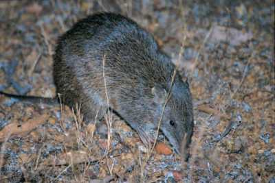 Flora & Fauna - Bibbulmun Track Foundation